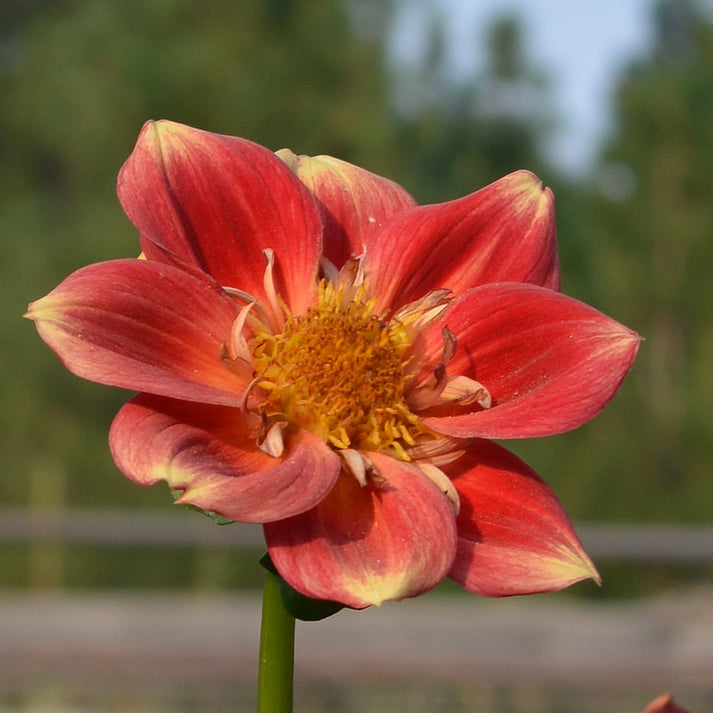 Dahlia Mayberry's Flame – Hoodoo Flower Farm