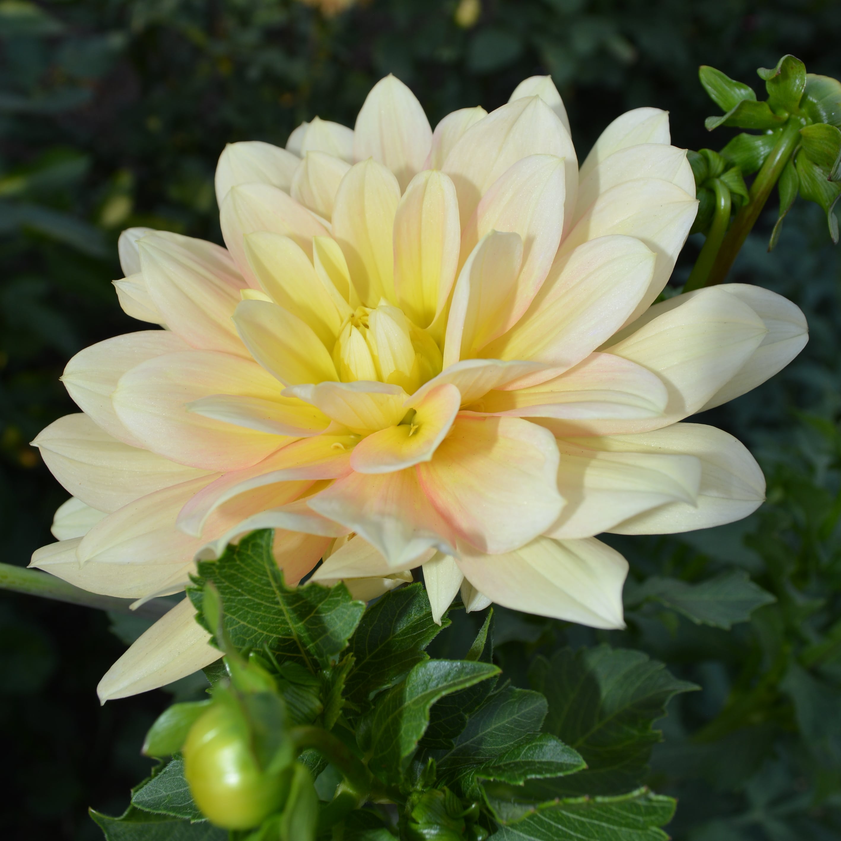 Dahlia Day Dreamer – Hoodoo Flower Farm