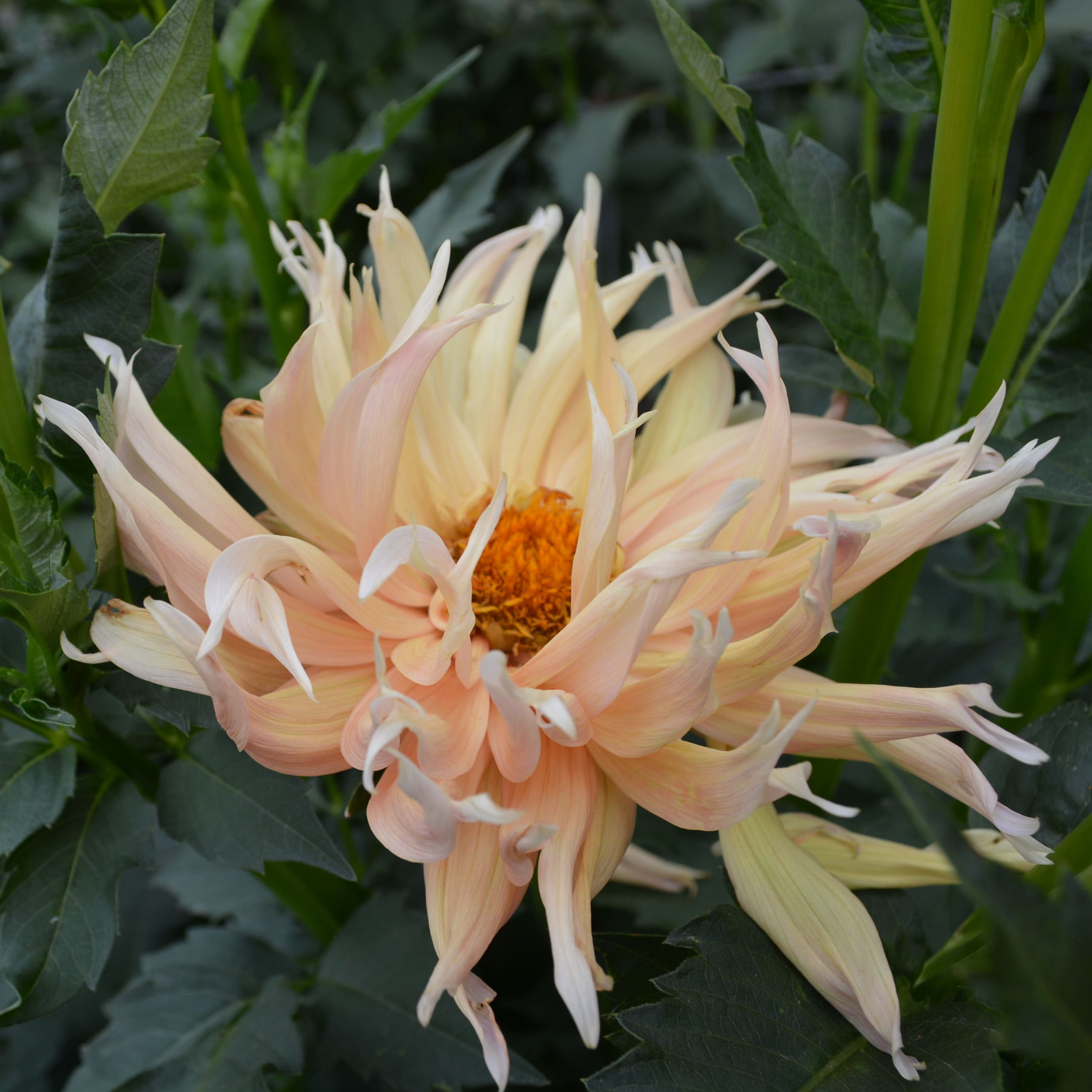 Dahlia FGL Louise – Hoodoo Flower Farm