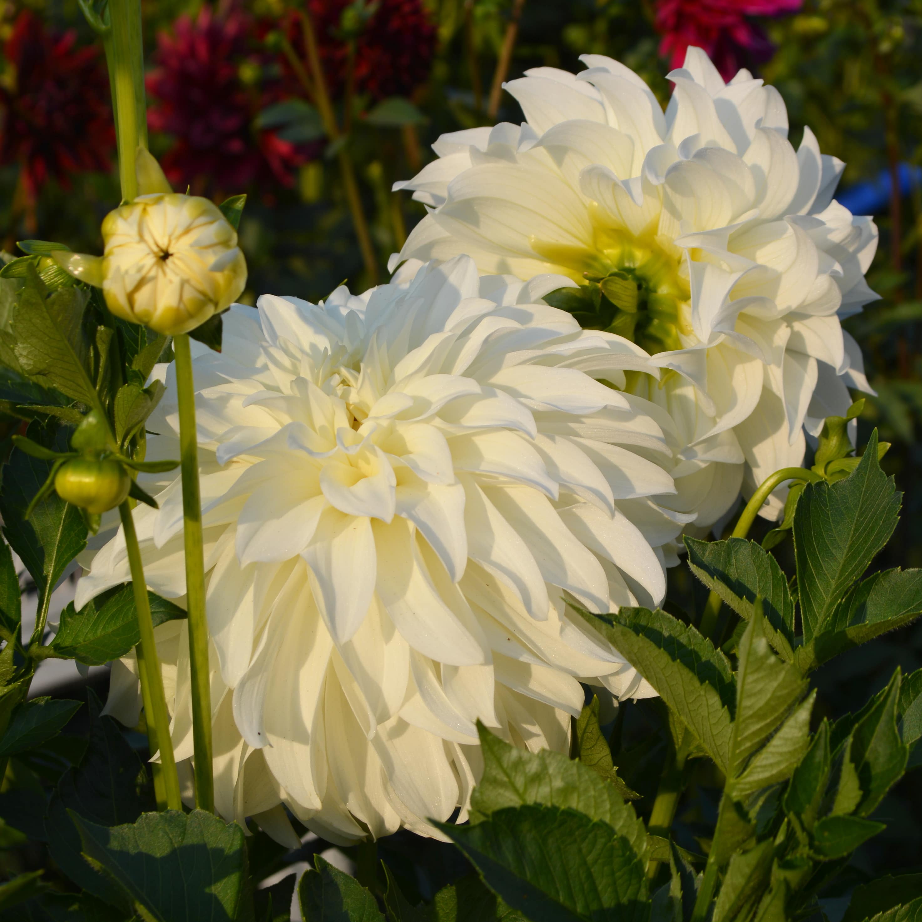 Dahlia Lady Liberty – Hoodoo Flower Farm