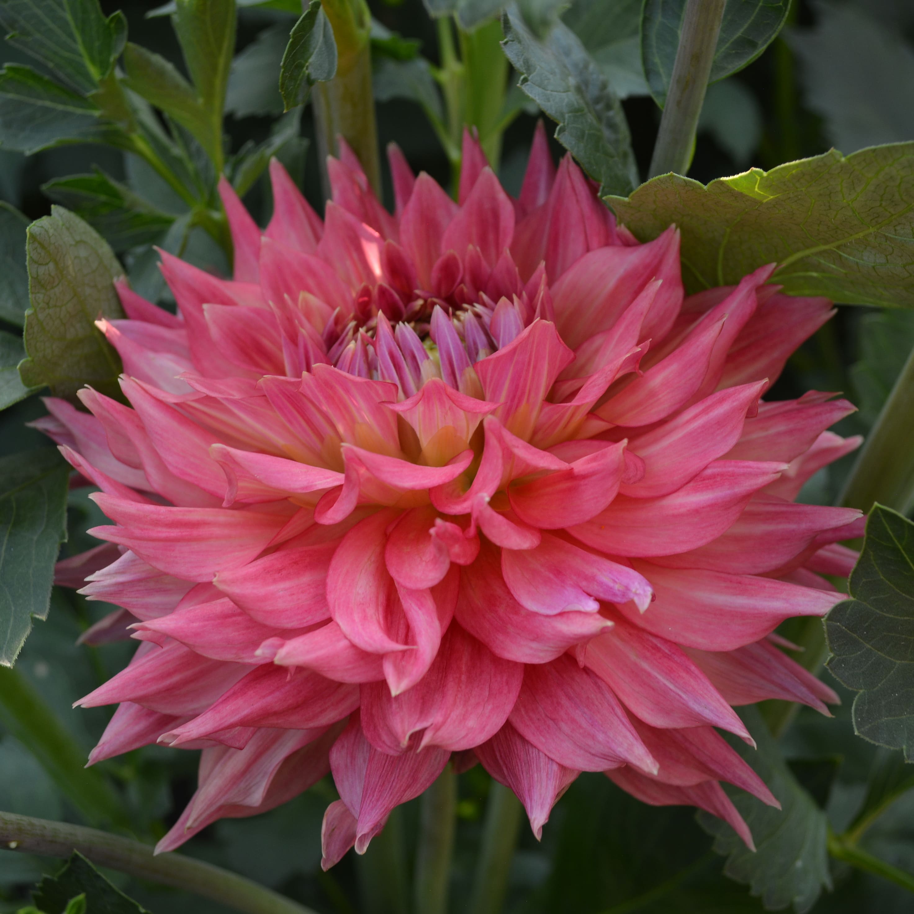 Dahlia Amelia Jay – Hoodoo Flower Farm