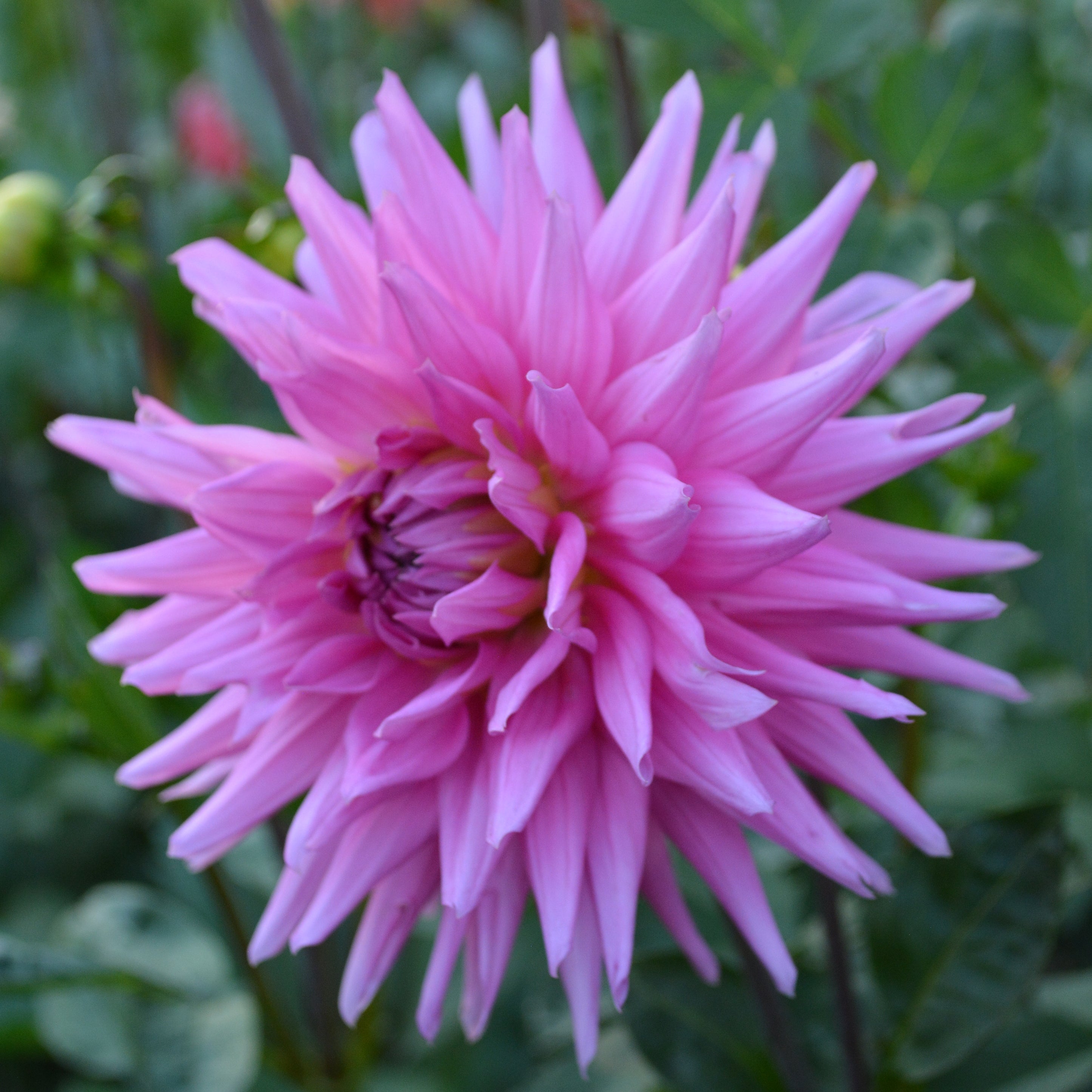 Dahlia Bloomquist Laura – Hoodoo Flower Farm