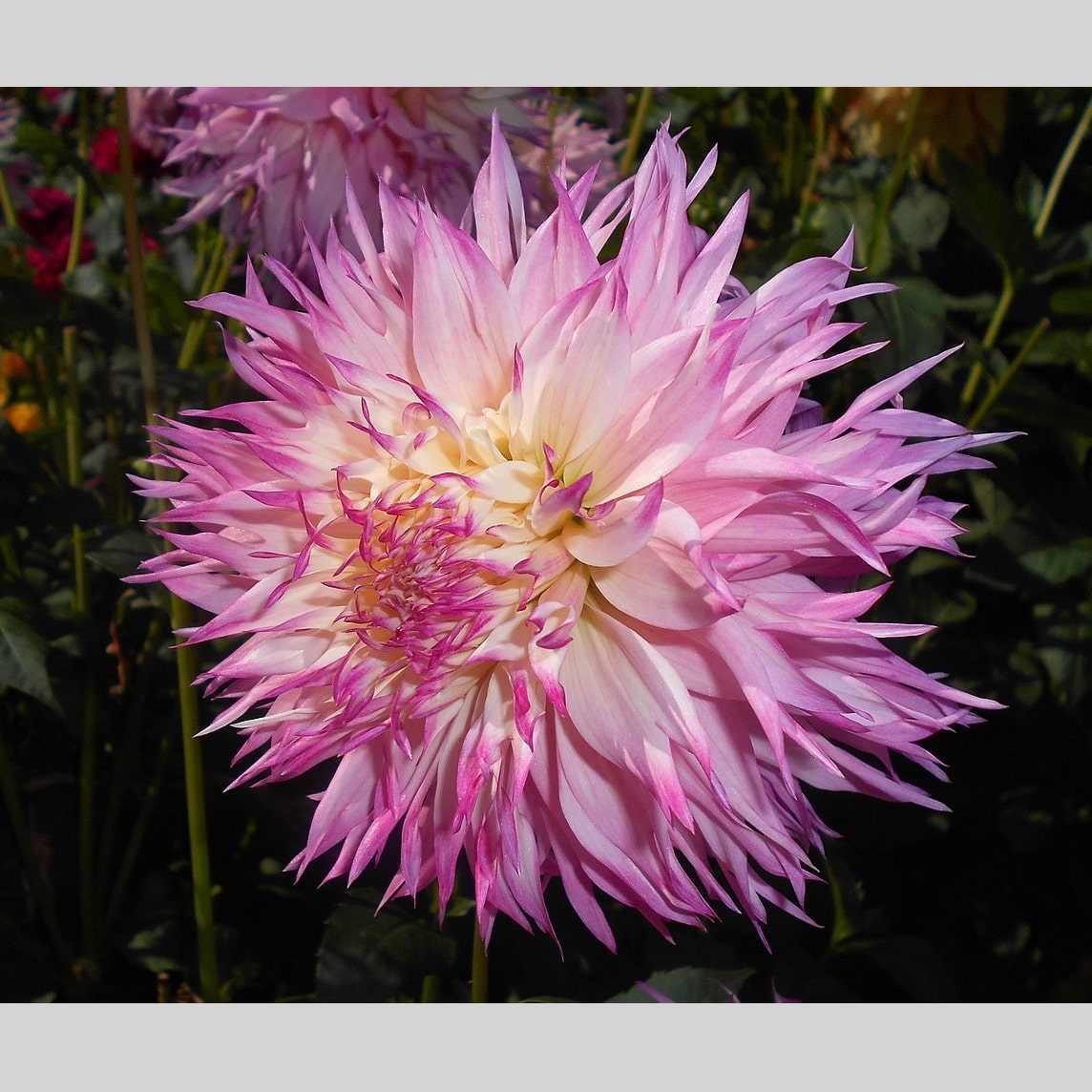 Dahlia Pineland's Princess – Hoodoo Flower Farm