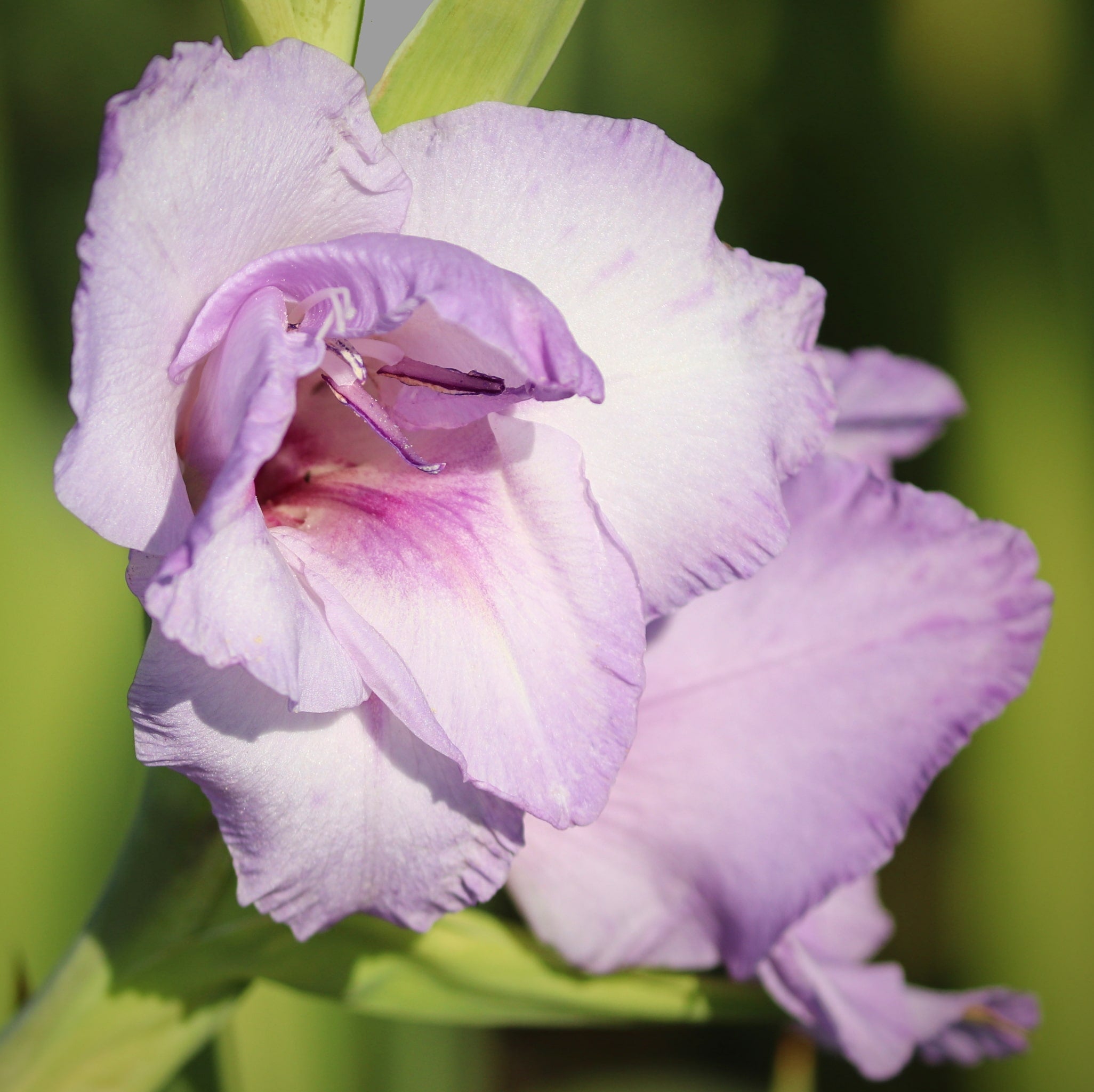 Gladiolus Blue Tropic – Hoodoo Flower Farm