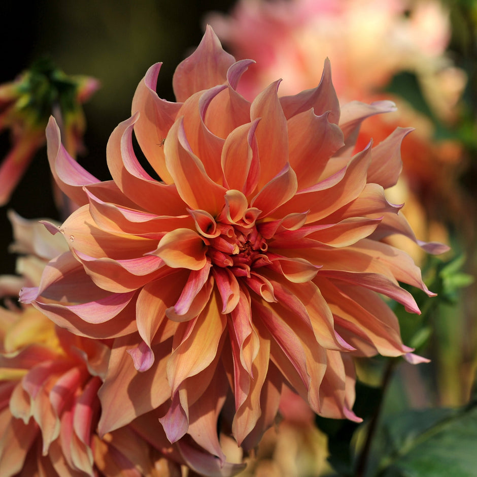 Products – Hoodoo Flower Farm