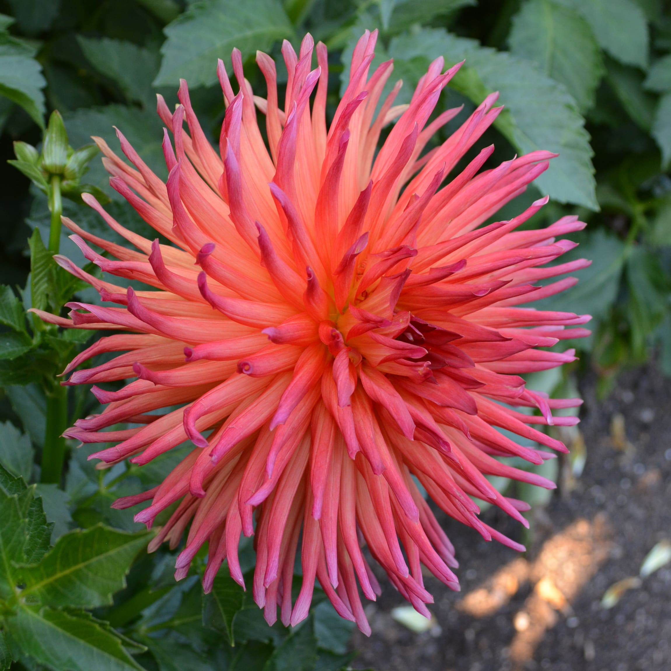 Dahlia Maks Volcano – Hoodoo Flower Farm