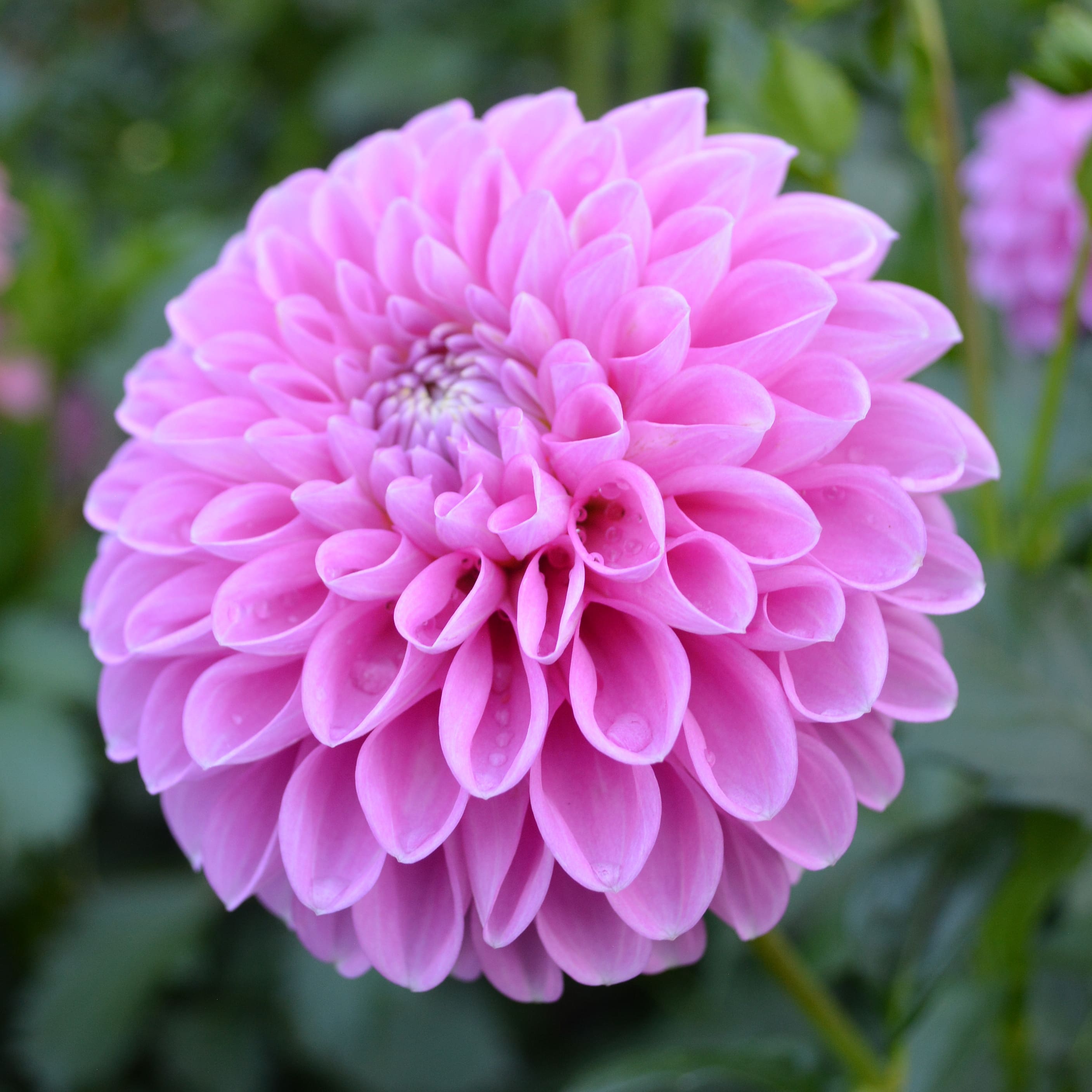 Dahlia Narrows Pam – Hoodoo Flower Farm