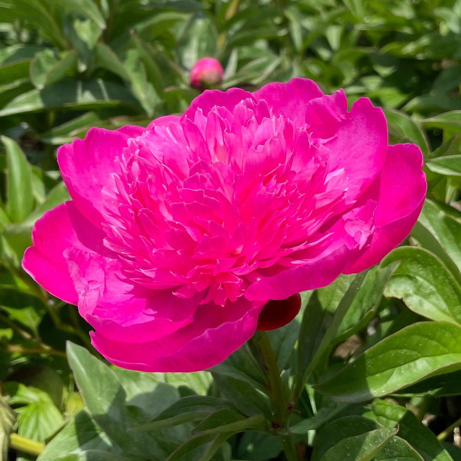 Peony Barbara – Hoodoo Flower Farm