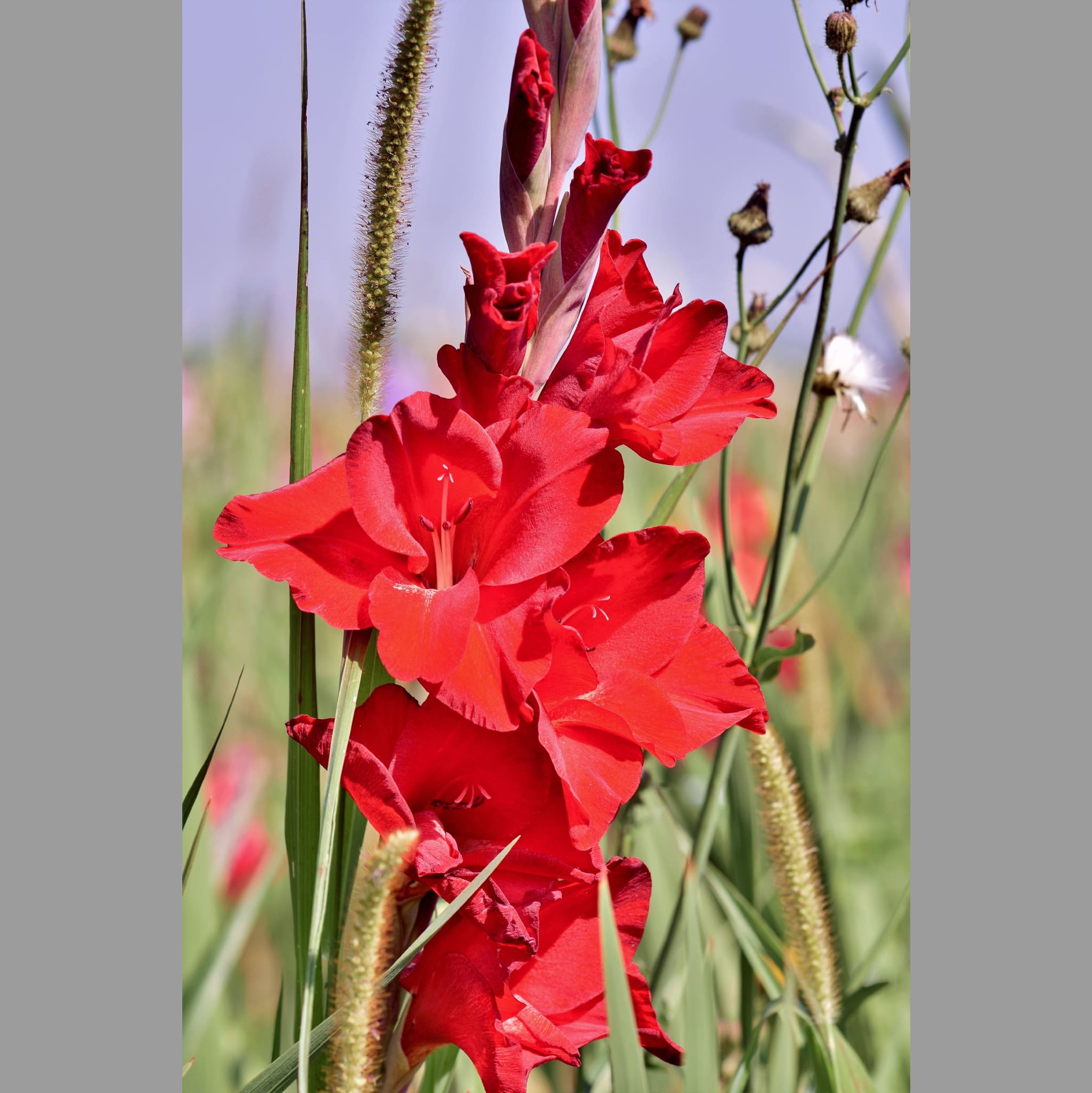 Gladiolus Roma – Hoodoo Flower Farm