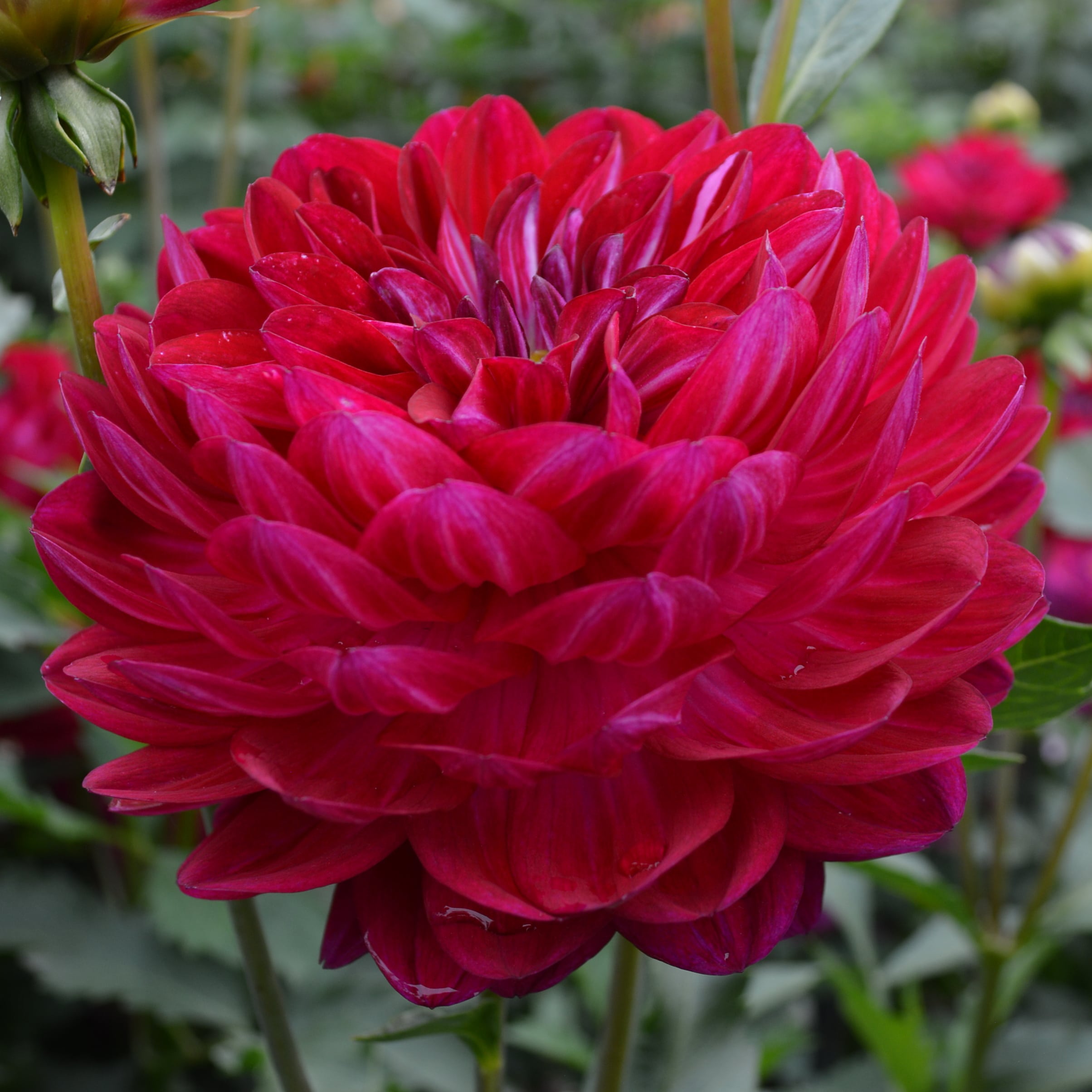 Dahlia Sandia Bertha – Hoodoo Flower Farm